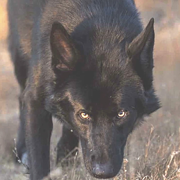 calupoh-raza-perro-lobo-mexicano - Top